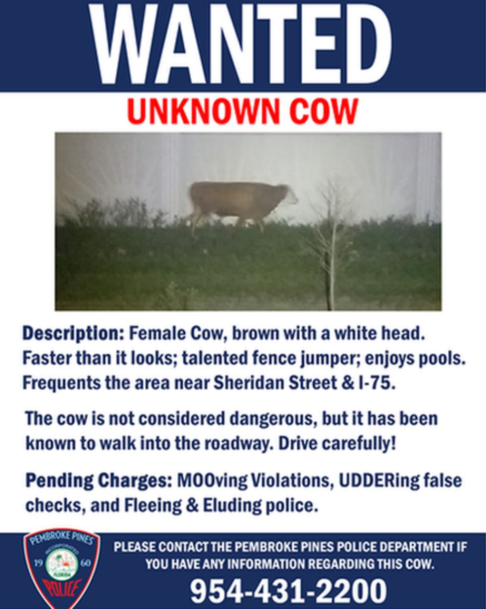 Cow found in Florida by police after two months on the hoof - BBC Newsround