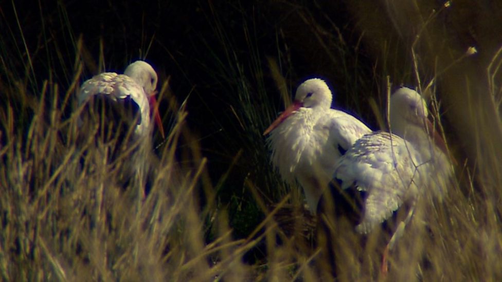Wild white stork eggs due to hatch in Sussex - BBC News
