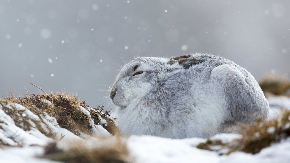 Peak District's last surviving mountain hares 'at risk' - BBC News
