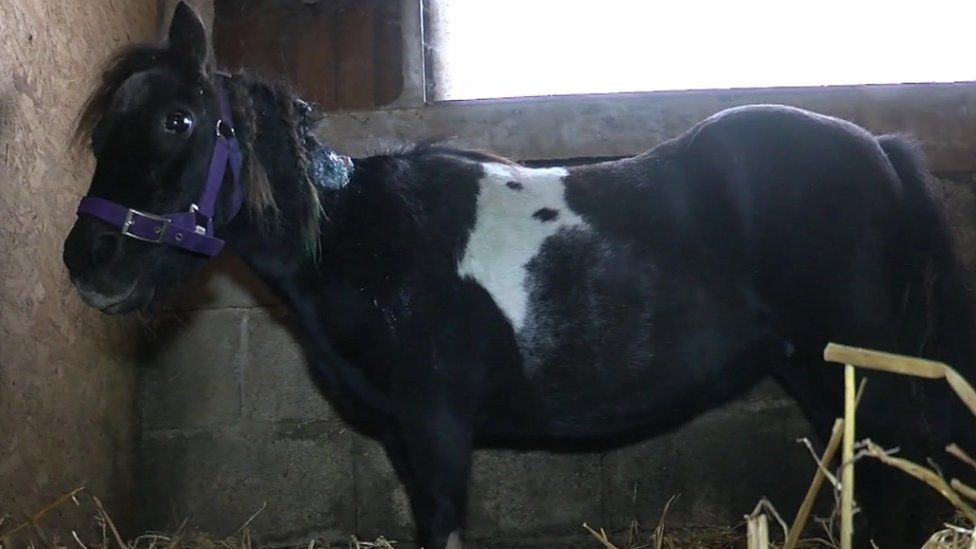 Shetland pony killed in Preston knife attack - BBC News