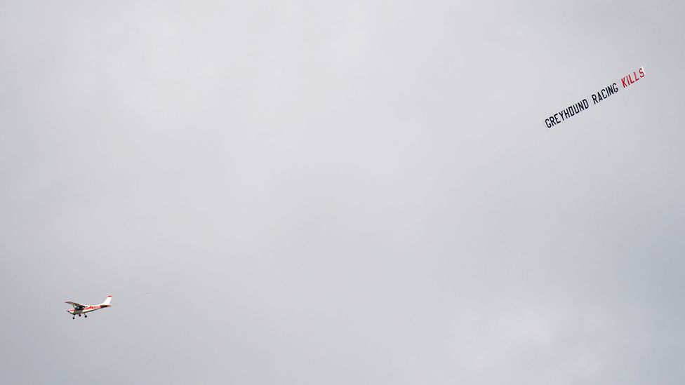 Animal rights activists try to disrupt Towcester greyhound race - BBC News