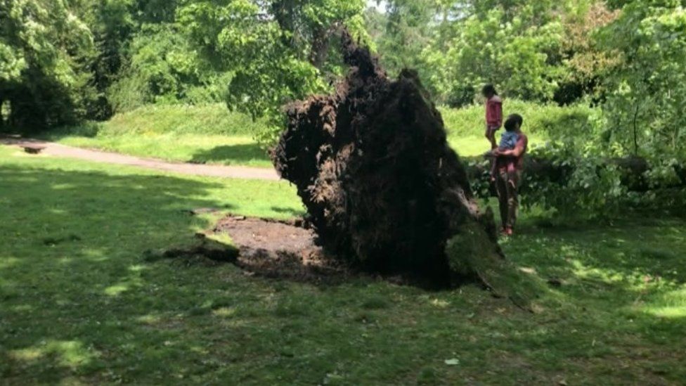 Strong winds in West Midlands bring down trees and cause disruption ...
