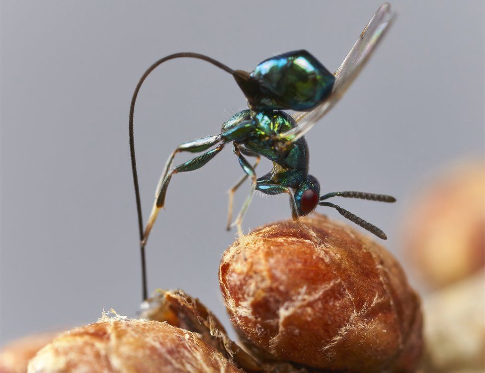 Spider-hunting wasp caught on camera paralysing its prey in Scotland ...