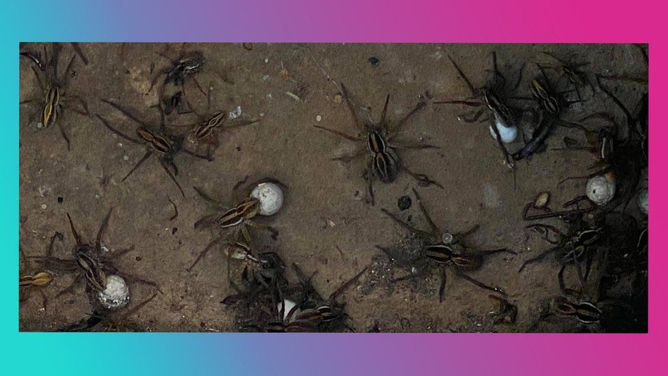 Australian floods: How has wildlife been affected? - BBC Newsround