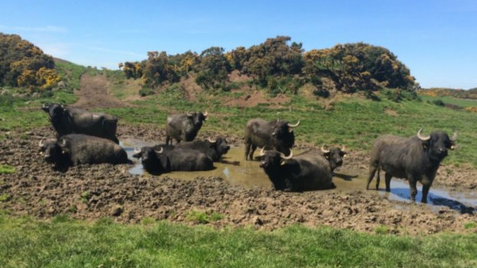 What are the challenges facing Scotland's farming businesses? - BBC News