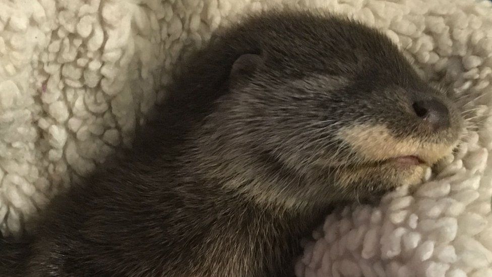 Hand-reared Llandysul otter cub's RSPCA recovery - BBC News