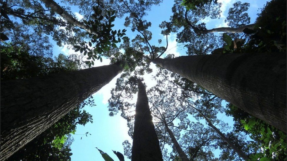 A third of world's tree species at risk of extinction - BBC Newsround