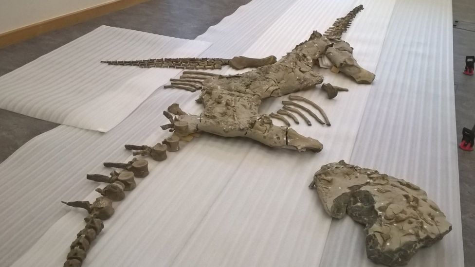 Sea reptile fossil gives clues to life in ancient oceans - BBC News