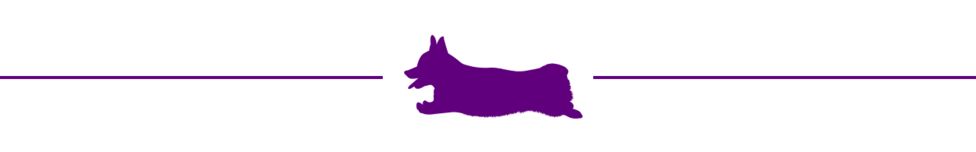 Corgis: How the Queen fell in love and started a phenomenon - BBC News
