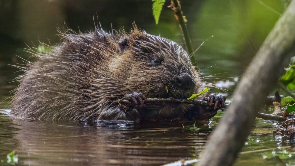 Holnicote beaver named after England Lioness Mary Earps - BBC News