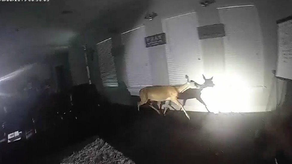 Sydney deer: Roaming animals surprise locals in inner suburbs - BBC News