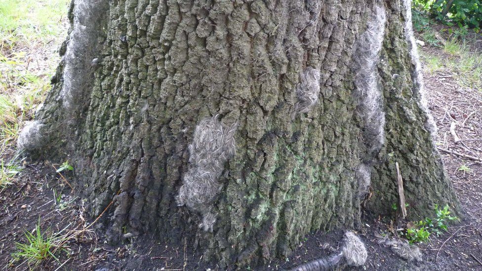 Bracknell residents warned over toxic caterpillar discovery - BBC News