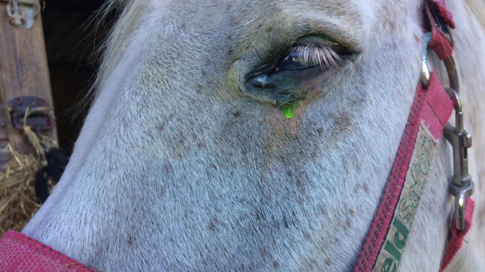 Equine rescue boss Ann Sim sentenced for animal suffering - BBC News
