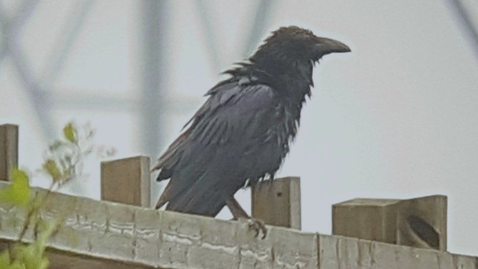 First documented breeding ravens in Suffolk 'in 138 years' - BBC News