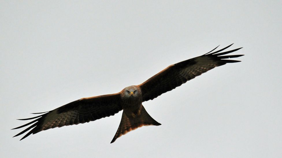 Red kite found shot in North Yorkshire 'lucky to survive' - BBC News