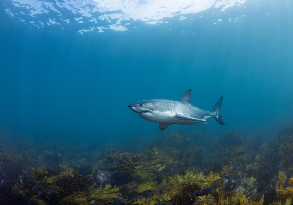 Global photography project highlights endangered wildlife - BBC Newsround