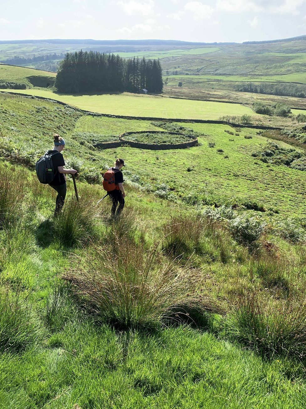 How tree planters turned a bare valley into a wooded glen - BBC News