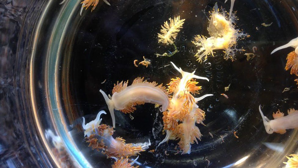 Japanese sea life swept across the ocean - BBC Newsround
