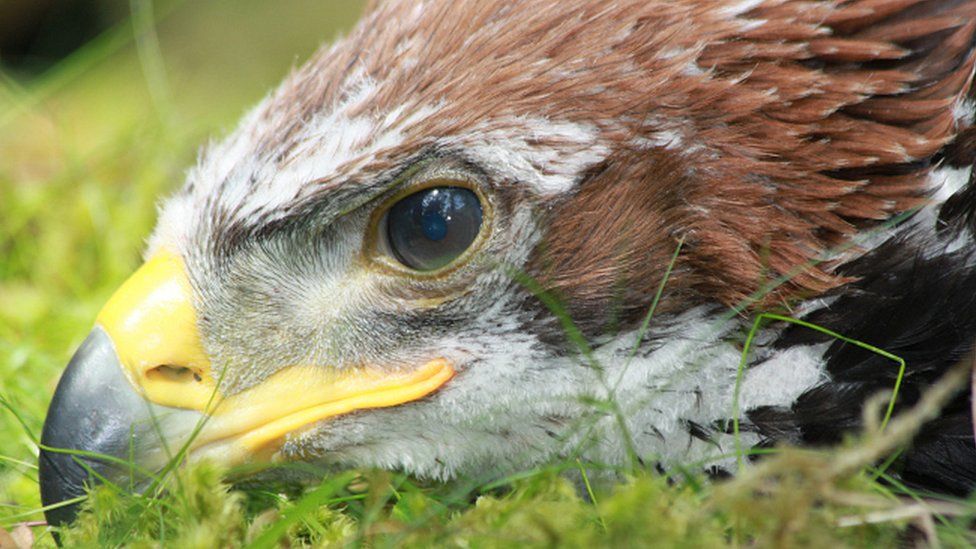 Golden eagle disappearance 'highly suspicious' - BBC News