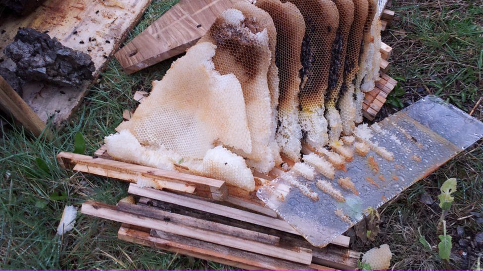 Thousands of Ebbw Vale honey bees killed by vandals - BBC News