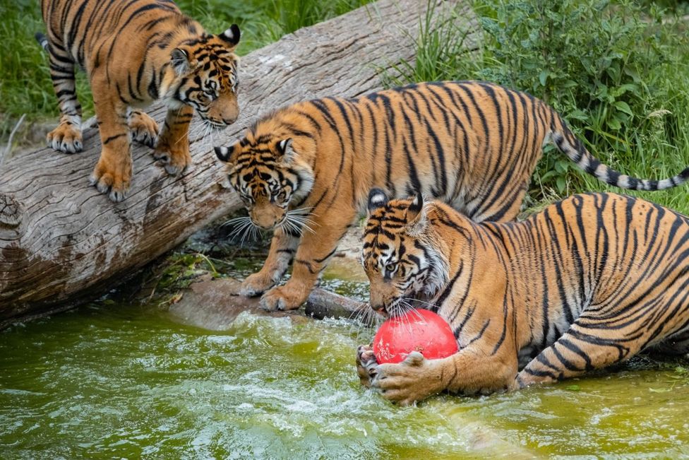 Wildlife: Sumatran tigers cool off with first swimming lesson - BBC ...