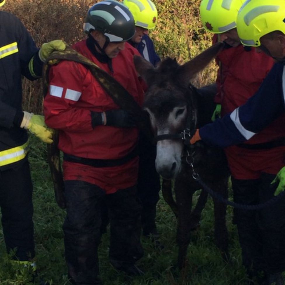 Donkey rescued from sinking into Hampshire bog - BBC News