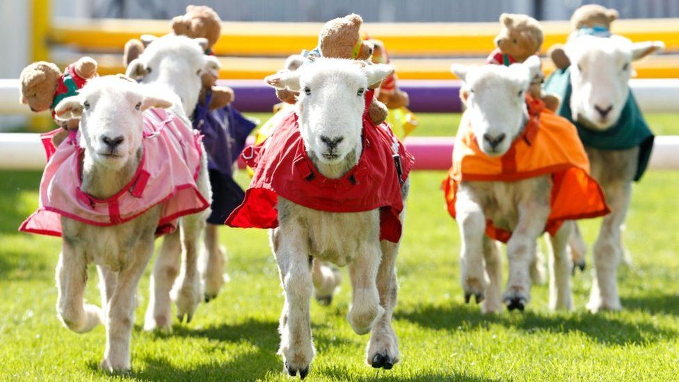 Visitors flock to annual Sark Sheep Racing Festival - BBC News