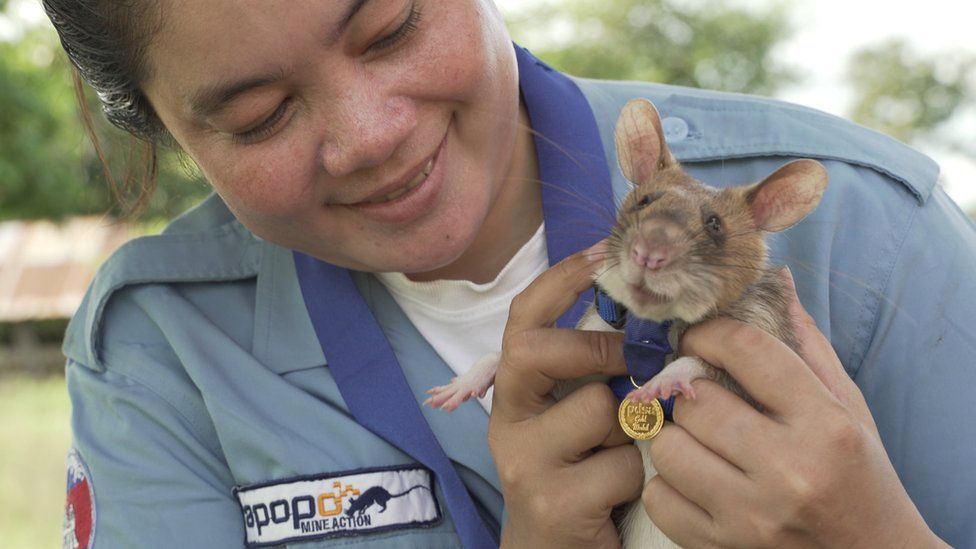Cat-sized rats causing chaos on the coast at Tenby in Wales - BBC Newsround