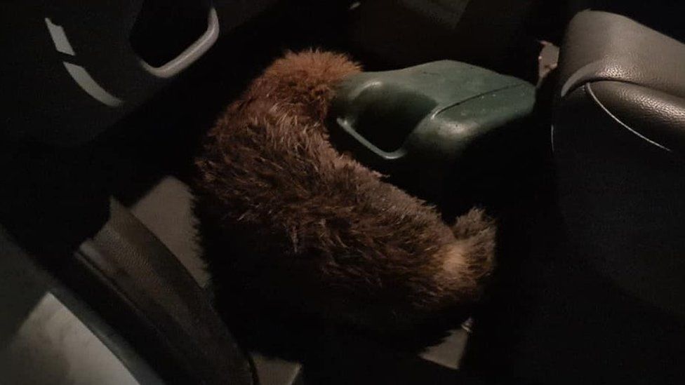 Brief battle at Grays vets as fox freed from watering can - BBC News