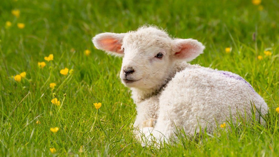 Lambing festival near Abingdon returns after Covid break - BBC News