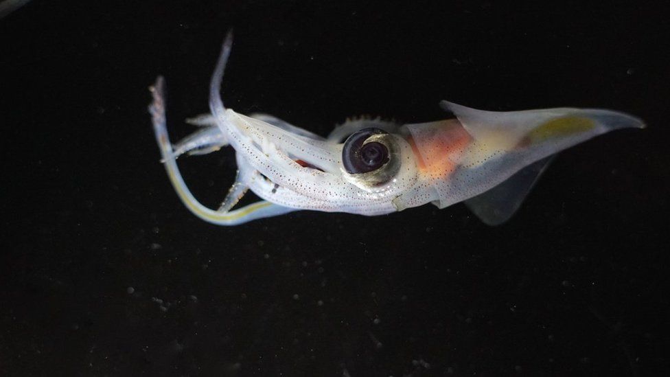 'Faceless' fish discovered off coast of Australia - BBC Newsround
