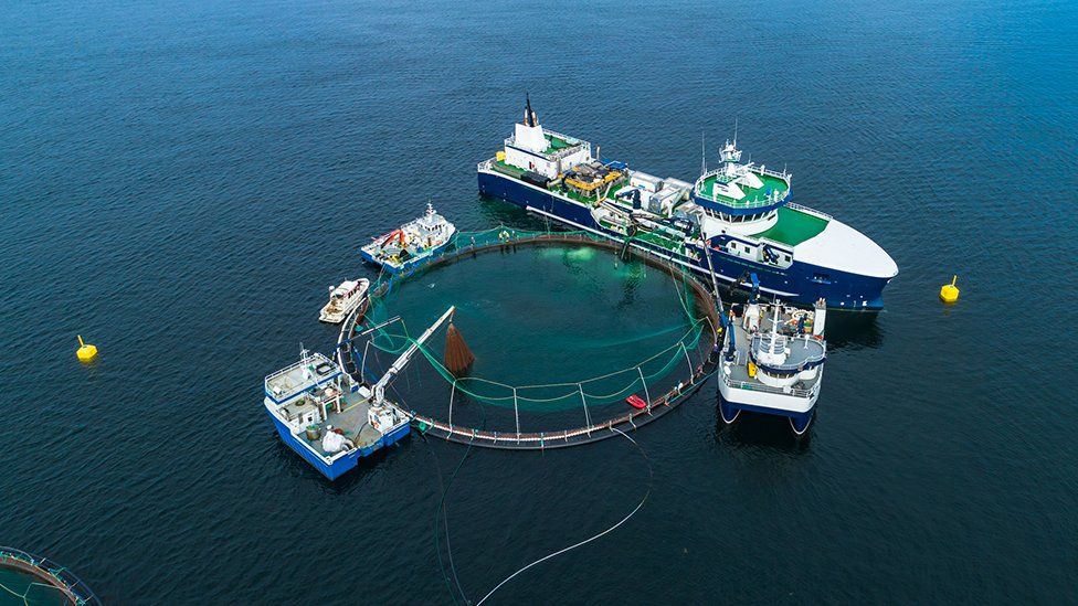 Orkney salmon farm plans eco homes to keep workers - BBC News