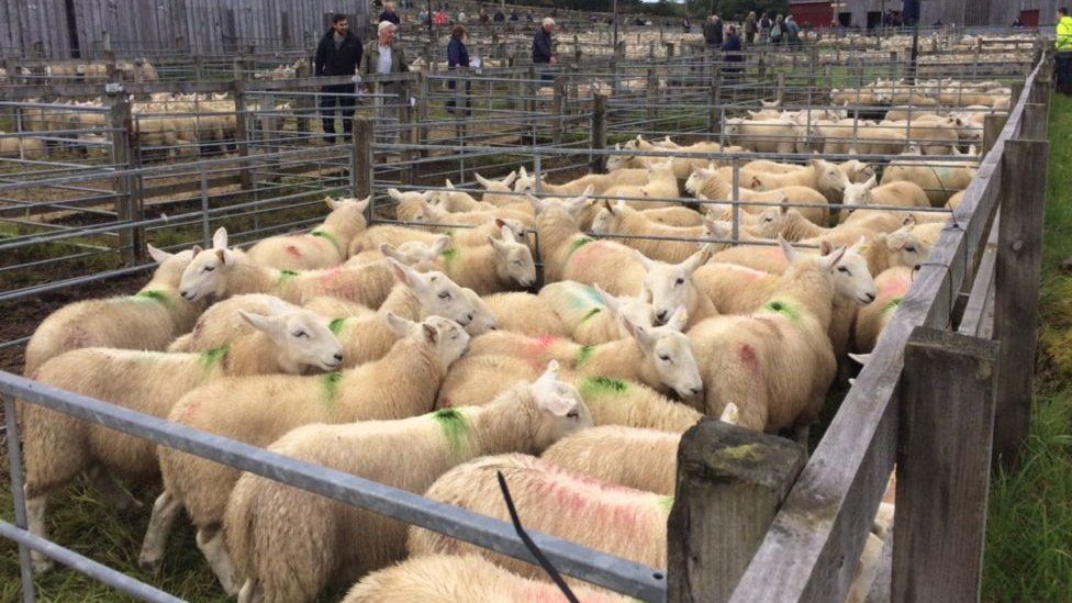 Dry conditions affect major annual sheep sale in Lairg - BBC News