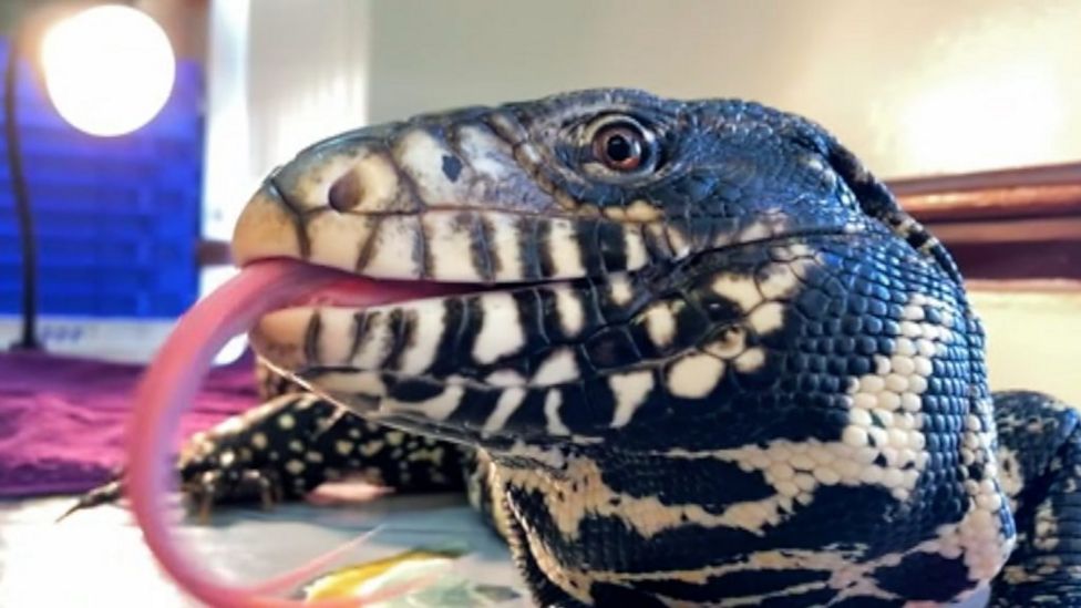 Tegu lizard that 'runs like a T. rex' on the loose in Cumbria - BBC News