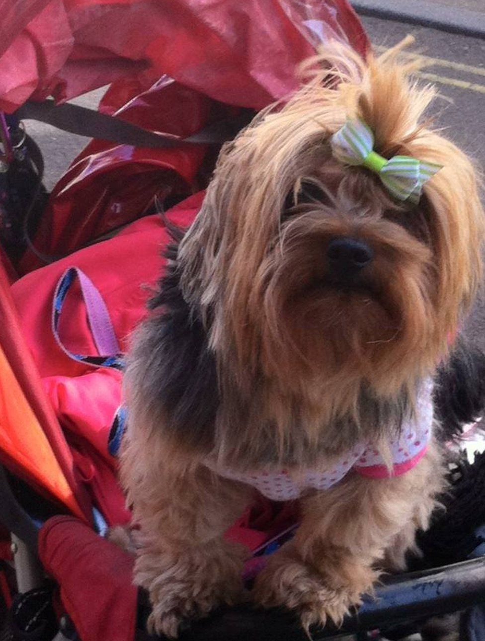 Stolen buggy-riding 'Gog the dog' returned to owner by police - BBC News