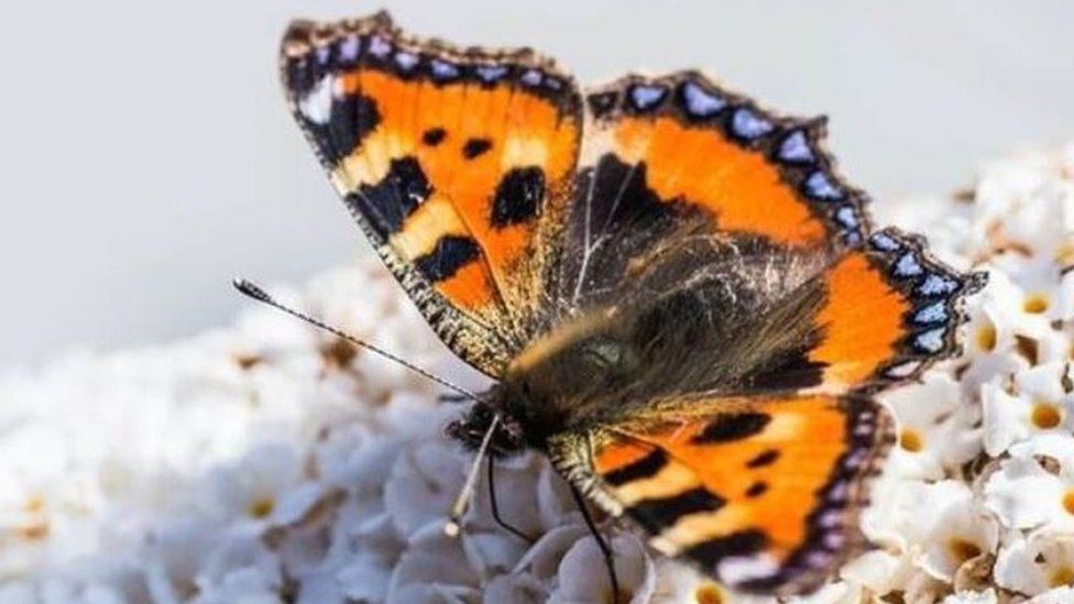 Butterfly sightings decrease in Northern Ireland following poor summer ...