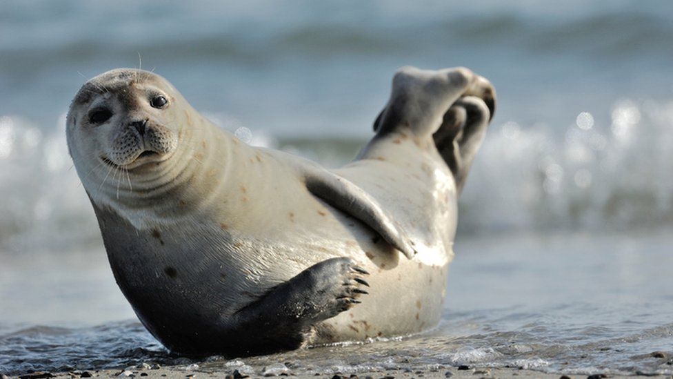 NI weekly paper review: Saving seals and fire service cuts - BBC News