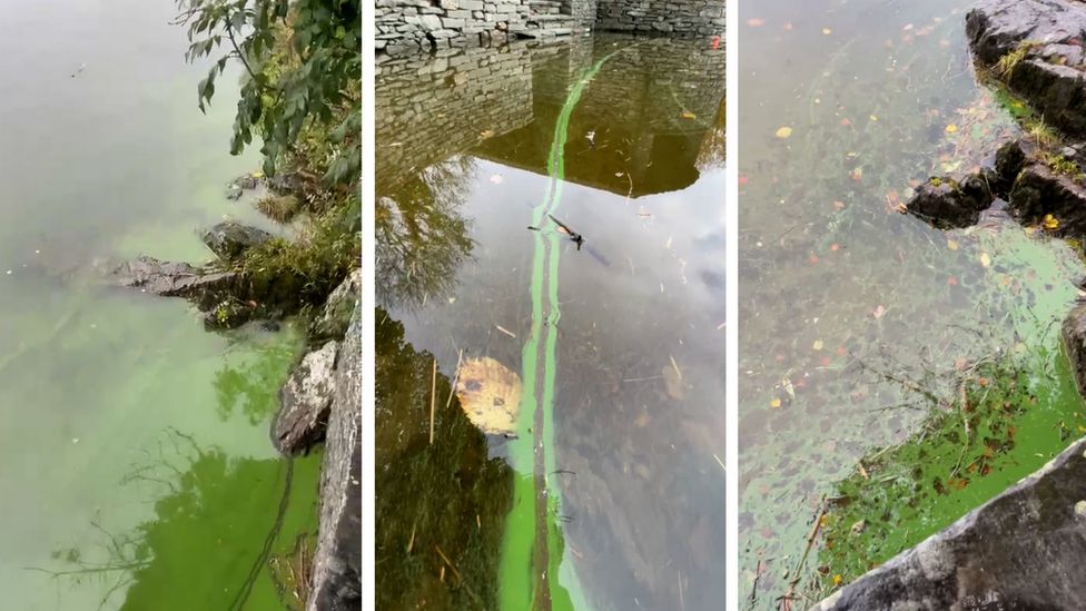 Sewage pollution: Why has Windermere lake turned green? - BBC Newsround
