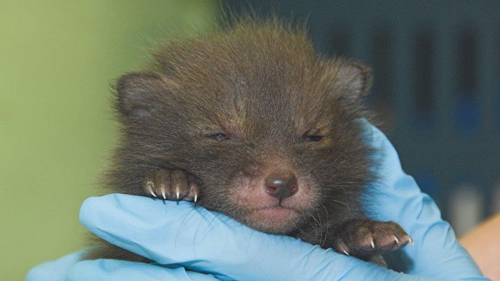 Record number of rescued animals returned to the wild - BBC News