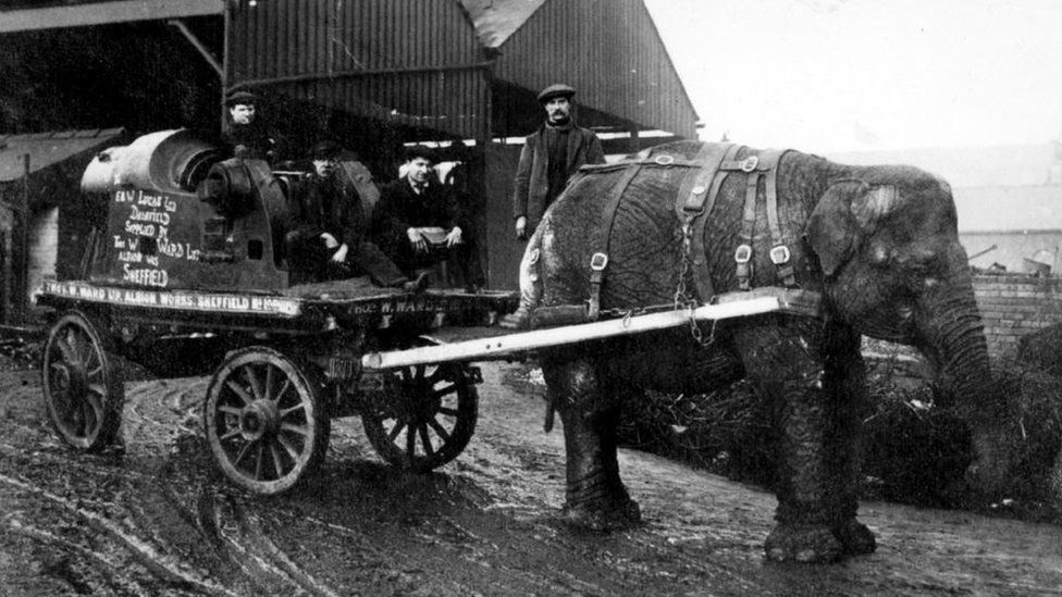Sheffield elephant sculpture trail unveiled - BBC News