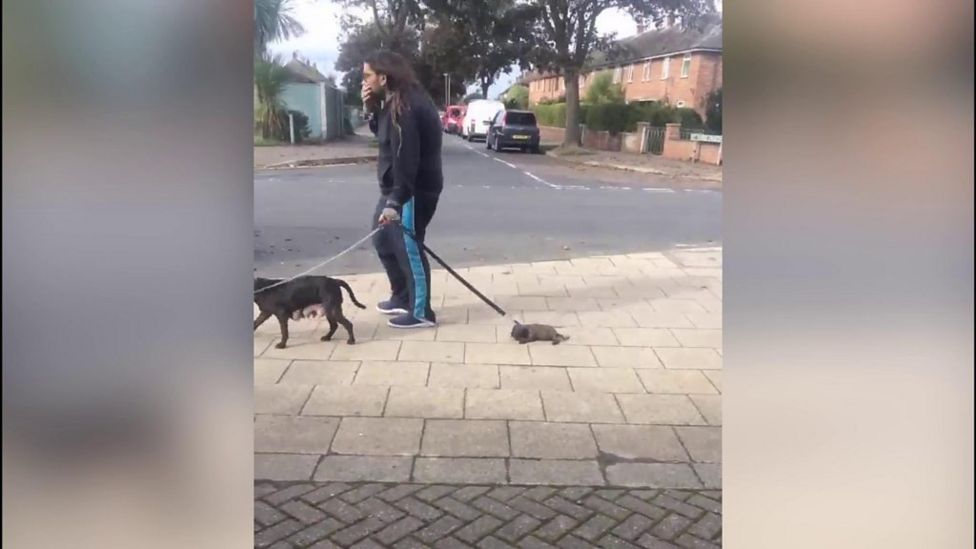 Gorleston man filmed dragging puppy along pavement - BBC News