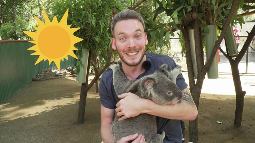 Claude the koala eats thousands of plants intended for conservation ...