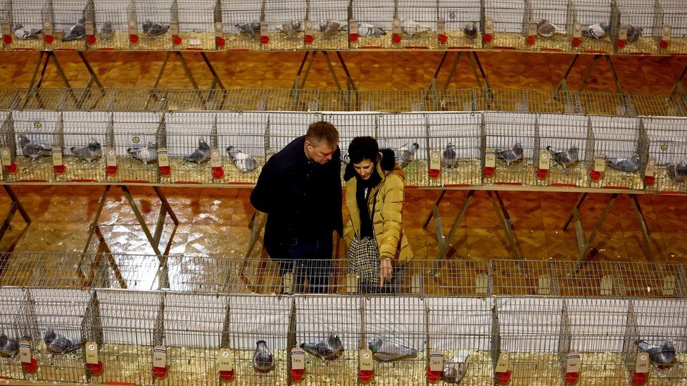 Pigeons on display at British Homing World Show of the Year - BBC Newsround