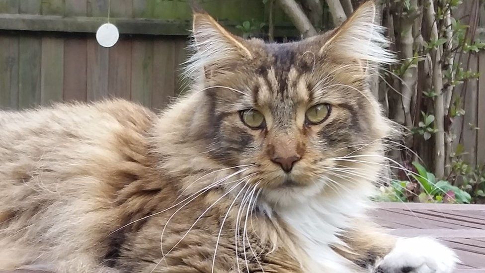 Missing London cat found five years later in Stevenage - BBC News