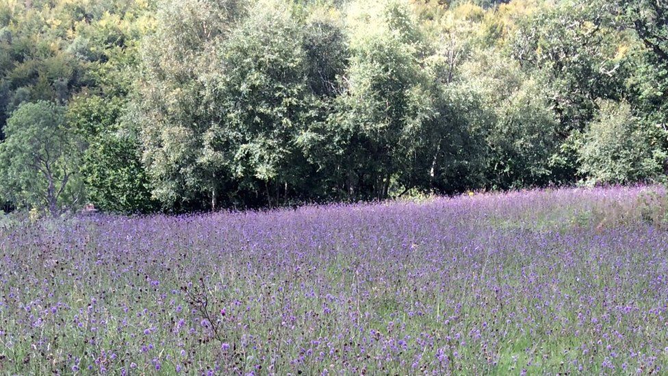 Project to restore 550 acres of wildflower meadows - BBC News