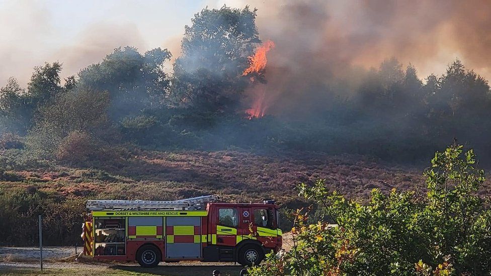 Bourne Valley nature reserve heath destroyed by 'deliberate' fire - BBC ...