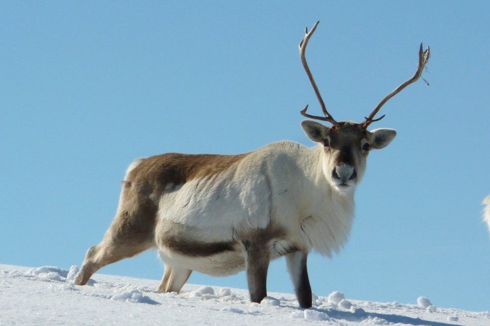 The reindeer that call Scotland's Cairngorms home - BBC News