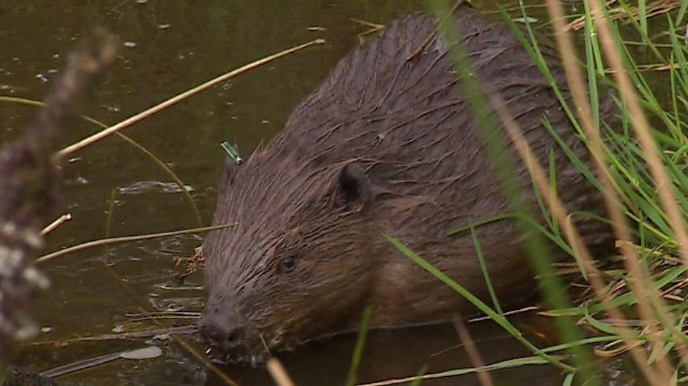 Forest of Dean beaver release a 'momentous occasion' - BBC News