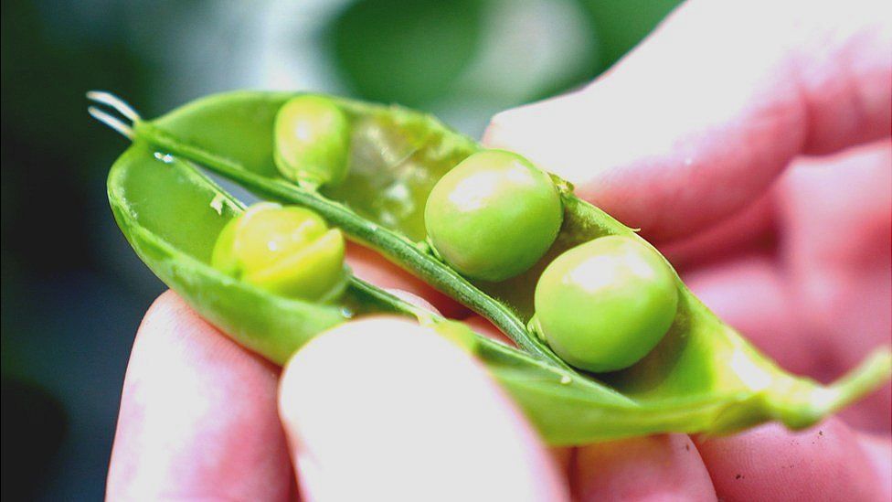 Could cheese made from peas be a healthy alternative for vegans? - BBC News