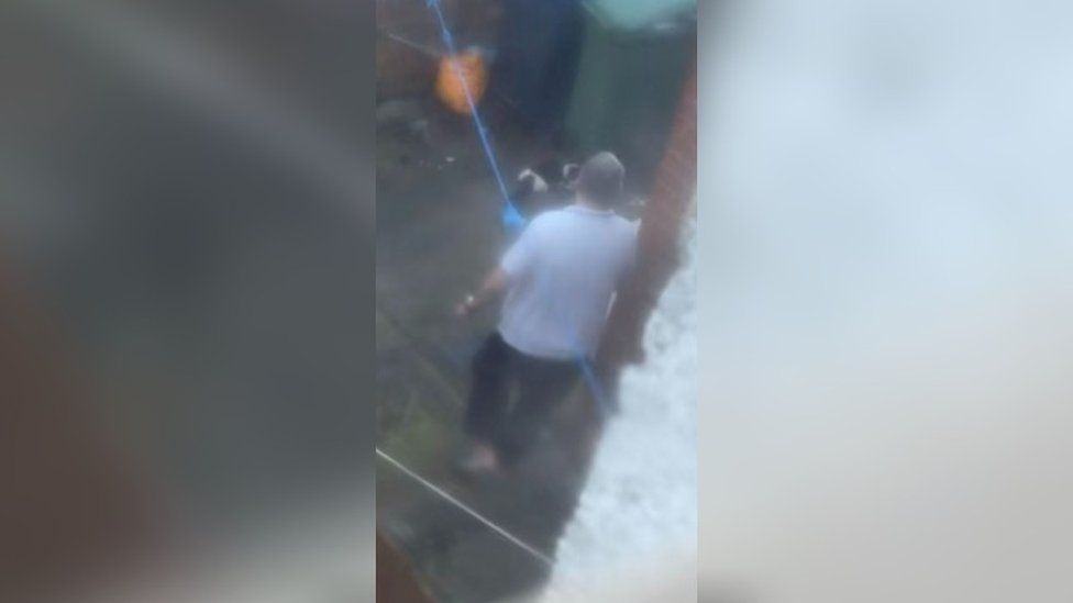 Coundon man sentenced for cat stamp attack - BBC News